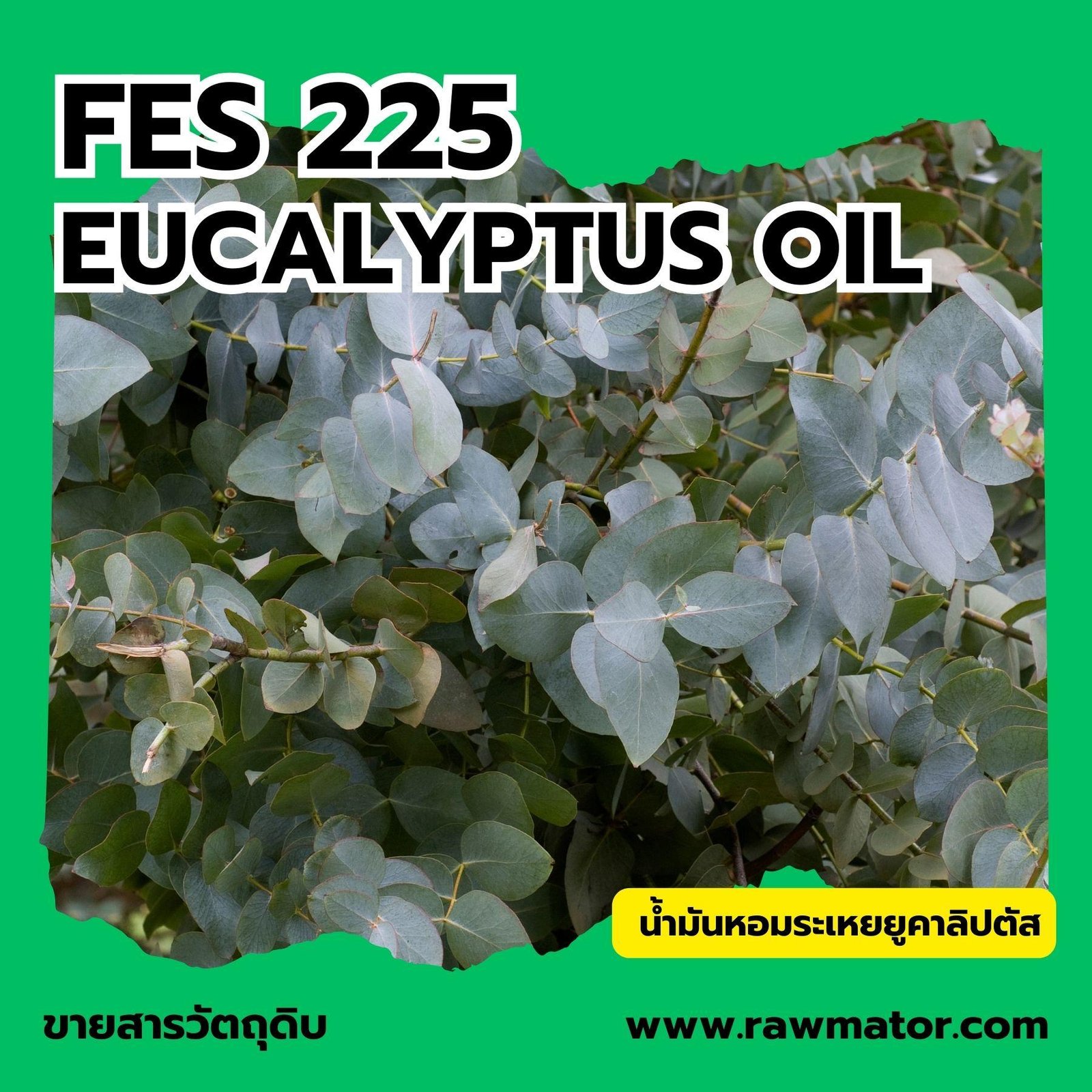 L225 : EUCALYPTUS OIL - Rawmator สารวัตถุดิบ