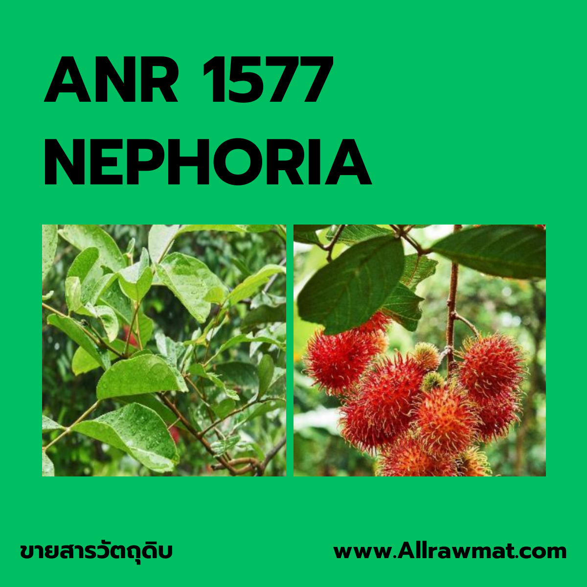 ANR 1577 : NEPHORIA - Rawmator สารวัตถุดิบ