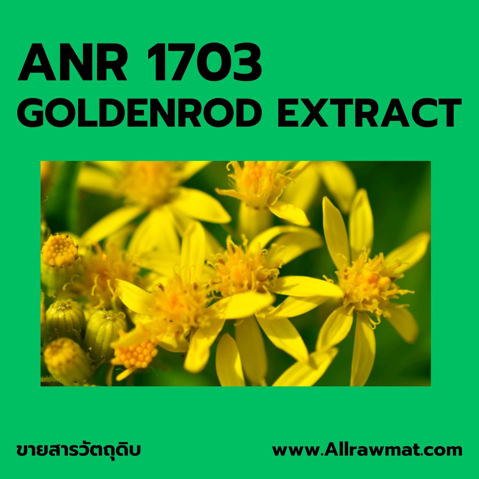 ANR 1703 : GOLDENROD EXTRACT - Rawmator สารวัตถุดิบ J-DERMIST ขาย ...