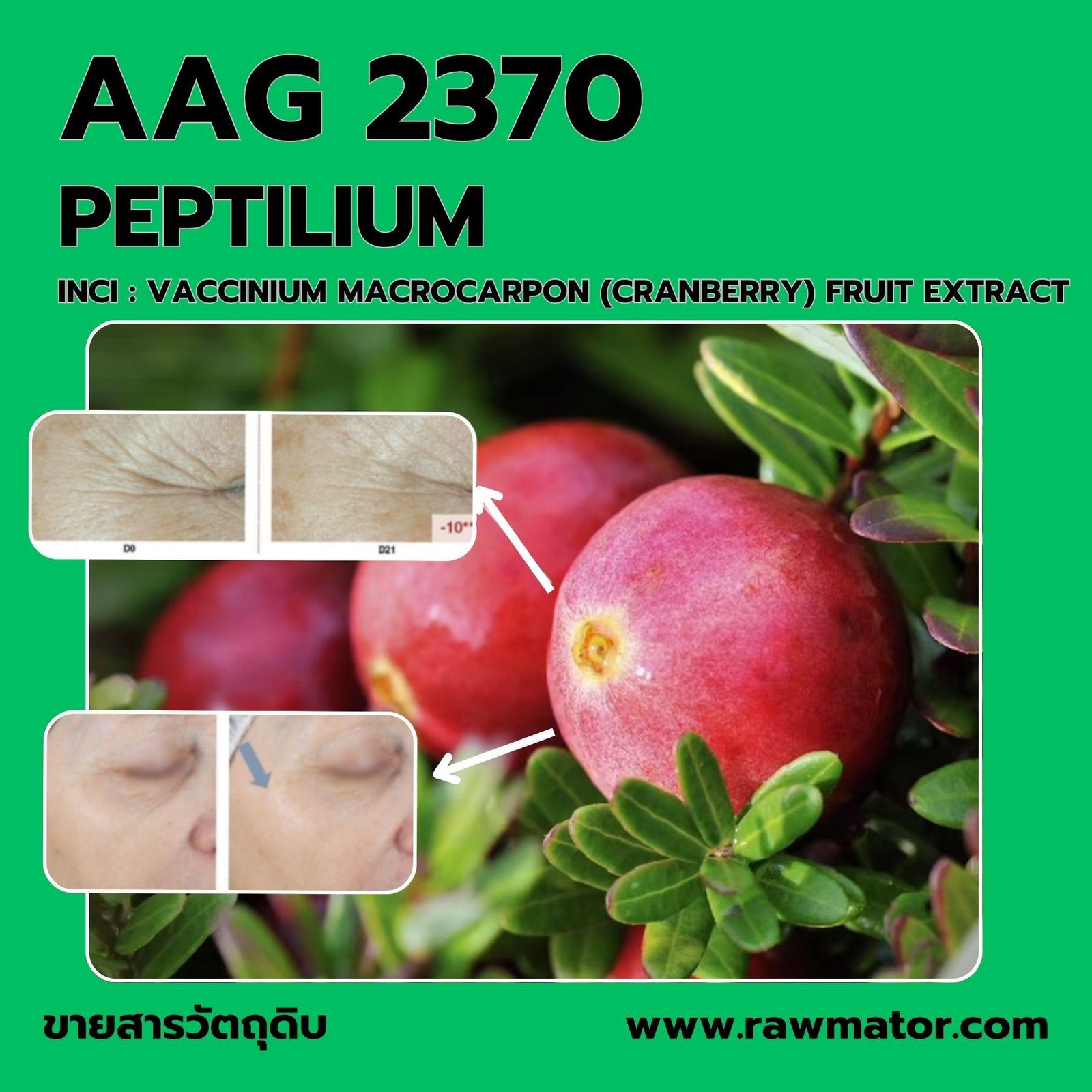 AAG 2370 : PEPTILIUM - Rawmator สารวัตถุดิบ